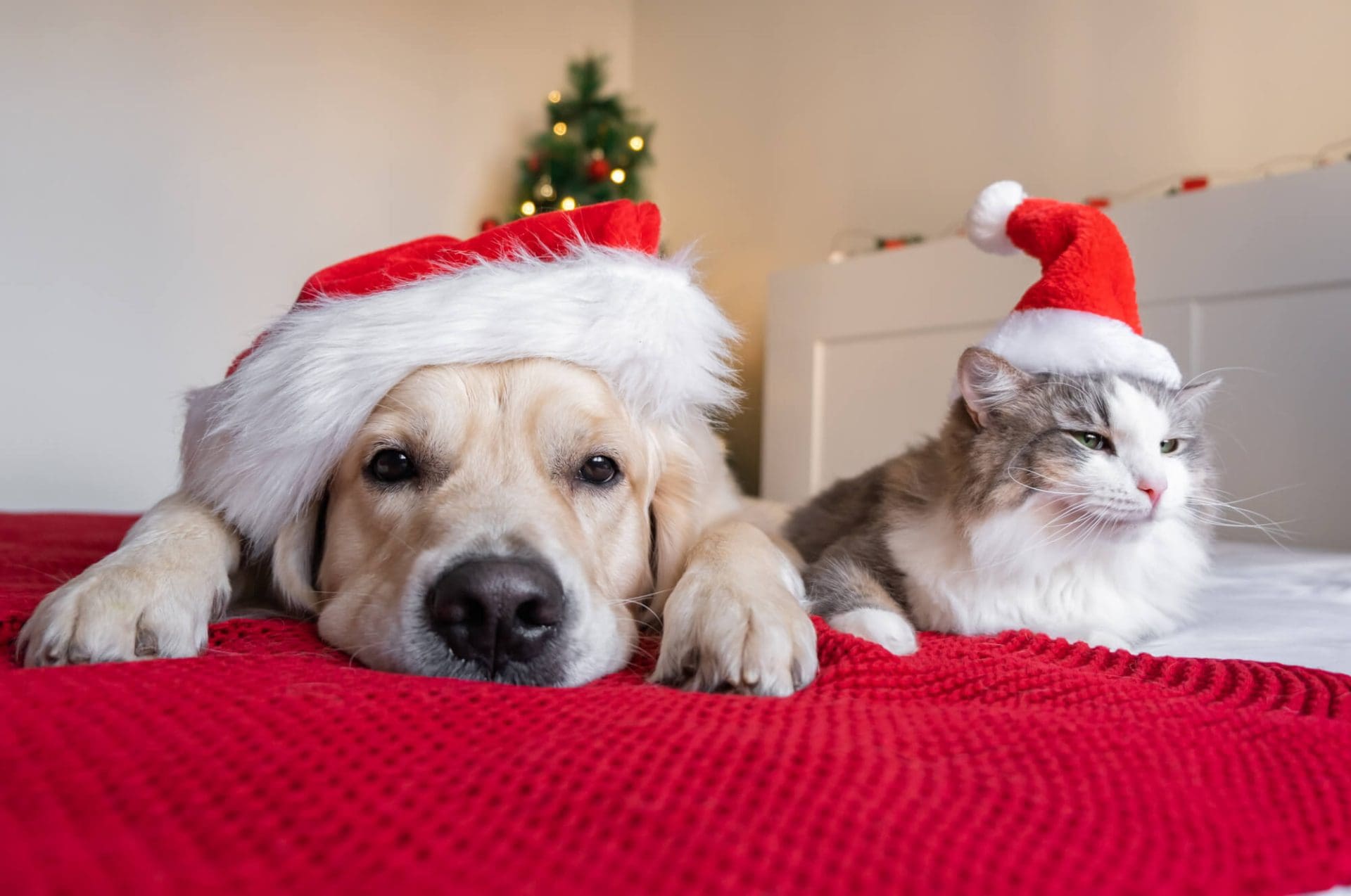 A Guide to Pet Safety During the Holidays – A Plus Inspections Of Texas